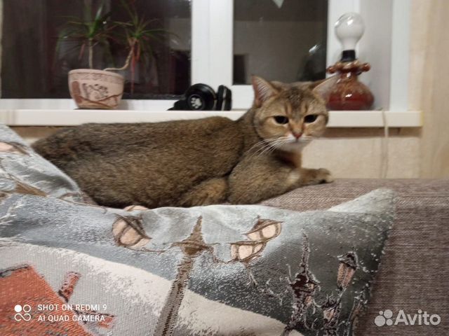 Беременная кошка золотая шиншилла