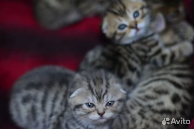 Шотландские котята