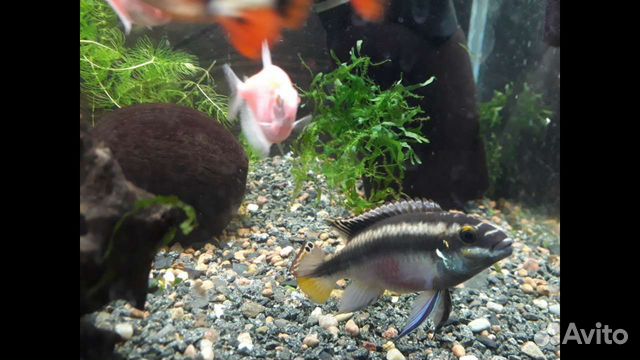 Пельвикахромис пульхера самка