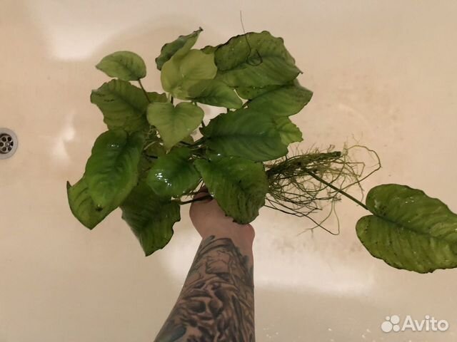 Растения для аквариума бесплатно