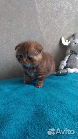 Няшка шотландская