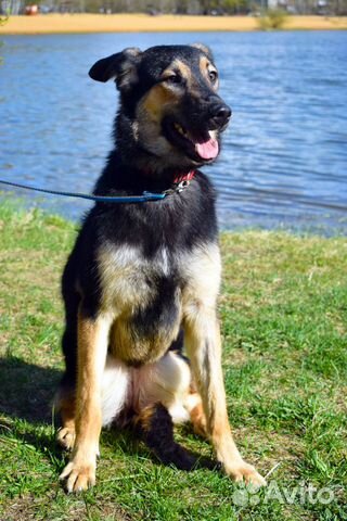 Собака Джесси 1 год