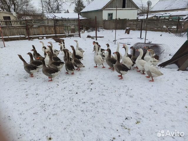 Гуси домашние