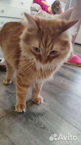 Отдаём кота в добрые руки