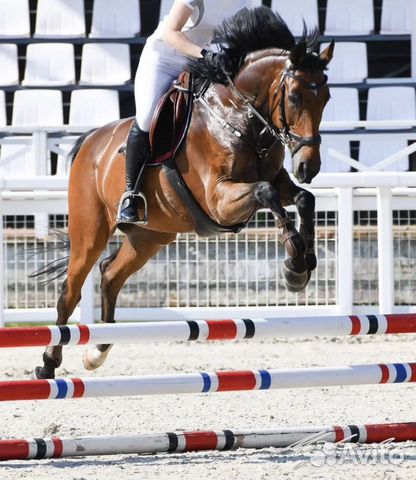 Добрая и уровнавешенная лошадь