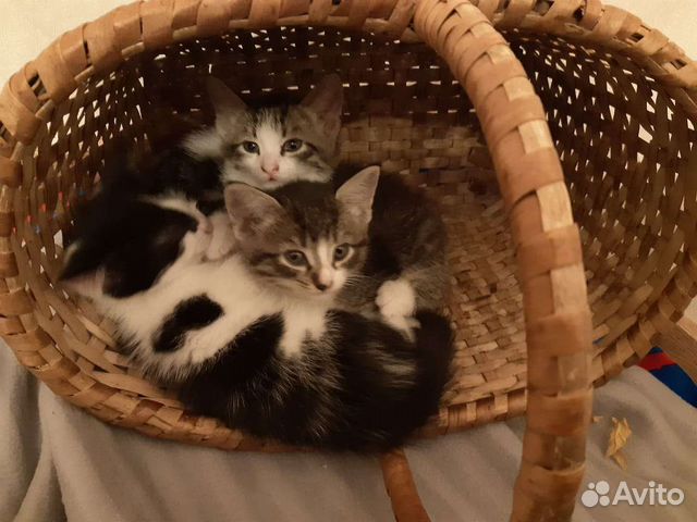 Котятки бесплатно в ответственные руки