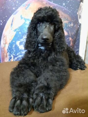 Пудель большой