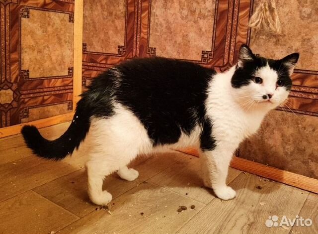 Счастье бывает черно-белым