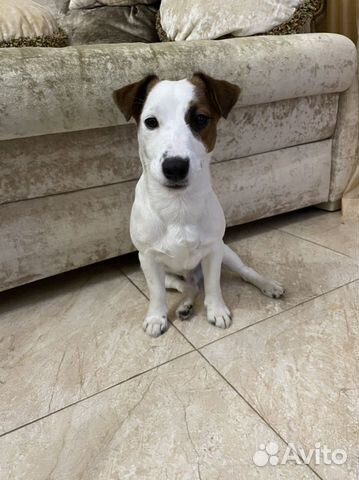 Джек Рассел терьер на вязку