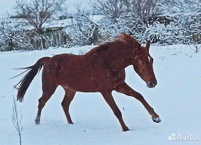 Лошадь в спорт