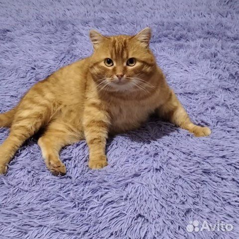 Рыжий кот В дар