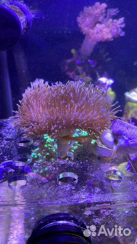 Продам Коралы саркафитон и политои отличный вариан