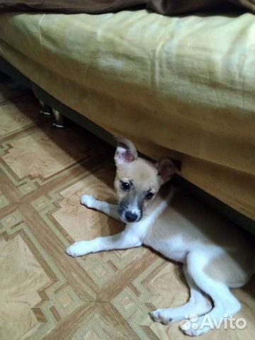 Левретка бесплатно