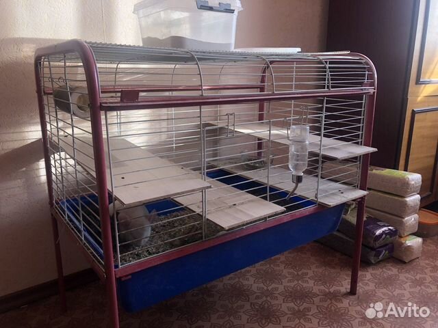 Шиншиллы