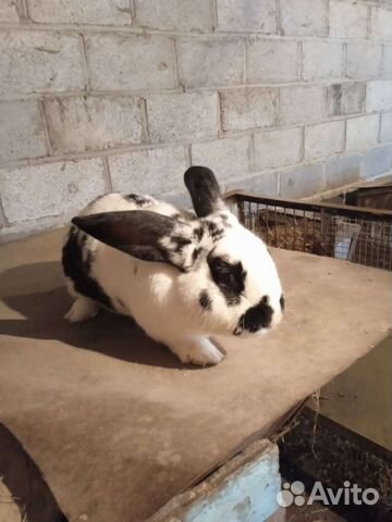 Кролики мясных пород