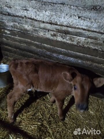 Коровы и телки