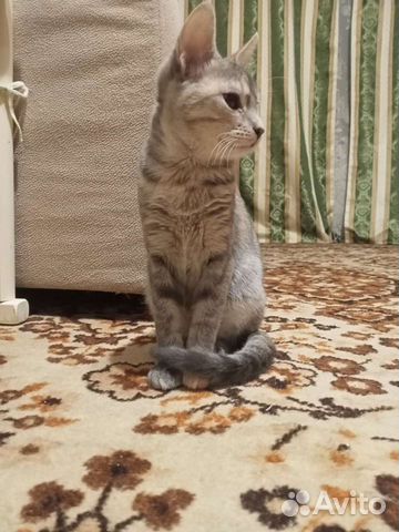 Кошка в дар