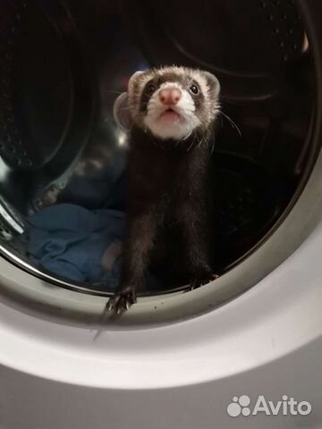 Вязка хорька