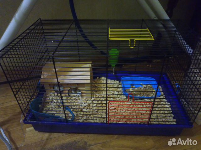 Сирийский хомяк бесплатно