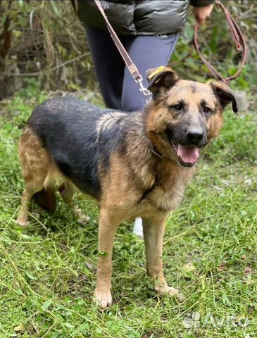 Рей ищет дом