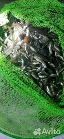 Живой малёк