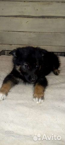 Почти 2 месяца, малыши, девочки Остальные фото отп