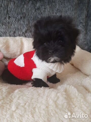 Мальтипу Крошка девочка