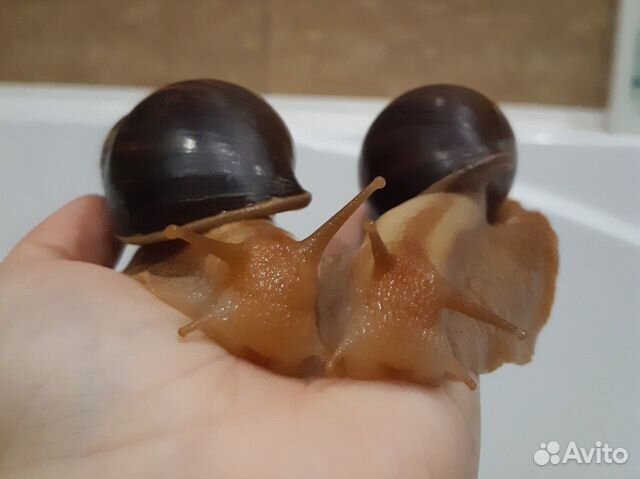 Улитки Ахатины