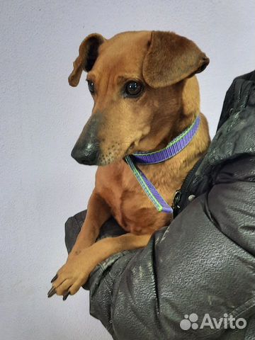 Таксик Чивас в добрые руки