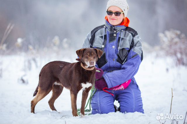 Небольшая шоколадная собака, 2 года