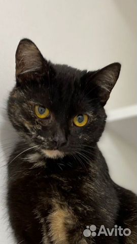 Кошка Космическая