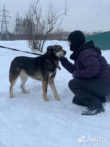 Забери чудесного пса из приюта
