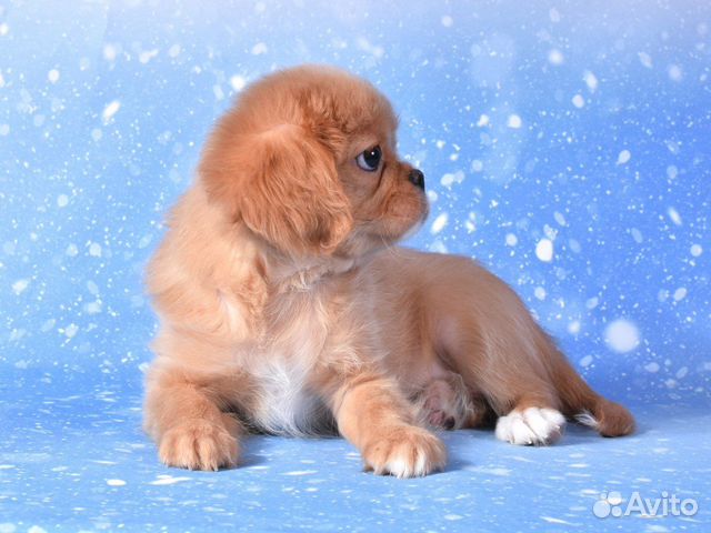 Щенок Чарз Кинг Кавалер-Японский Хин 3мес