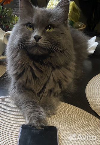 Кошка в дар