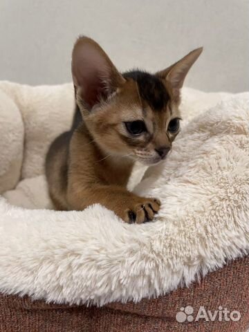 Абиссинские котята