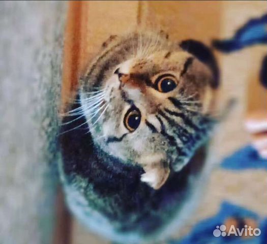Ищем невесту котику (Шотланскую) не Стерилизованну