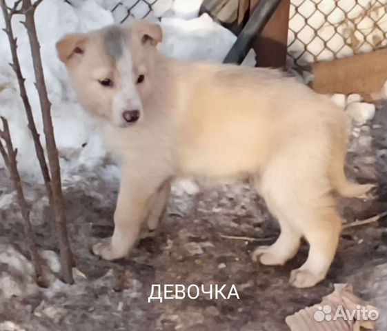 Щенки на охрану