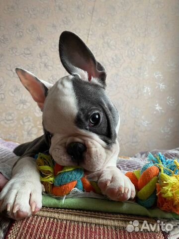 Голубо-тигровое счастье