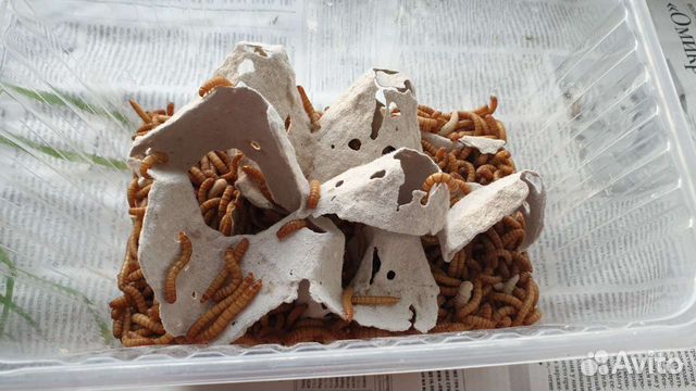 Мучной червь