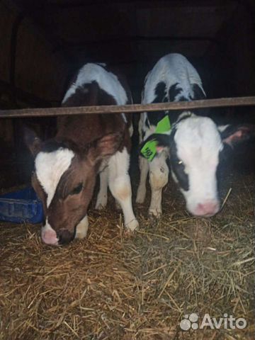 Продам телят