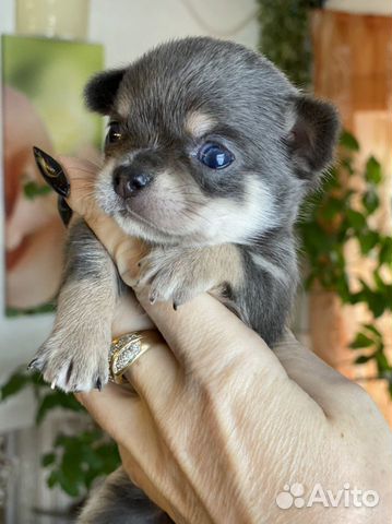 Мальчишка чихуахуа голубой