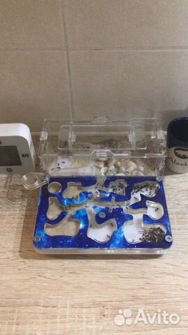 Формикарий с муравьями