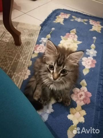 Кот бесплатно