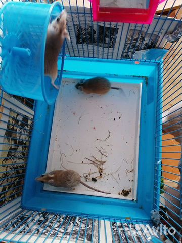 Иглистые мыши