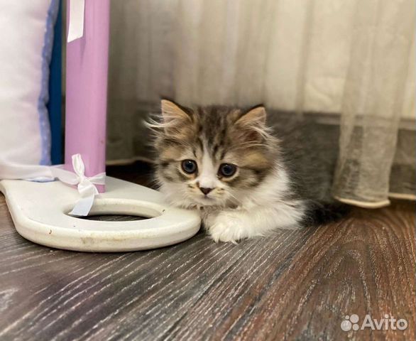 Девочка Шипучка