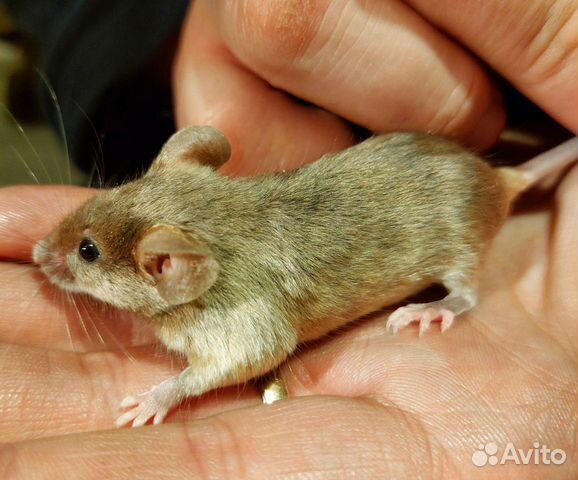 Мышка декоративная