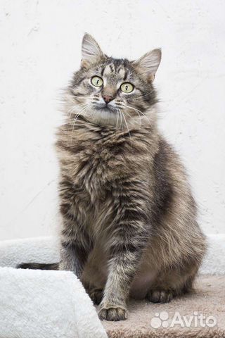 Твоя Половинка