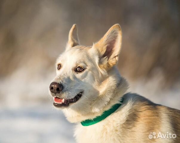 Пристраивается пёс Тэдди