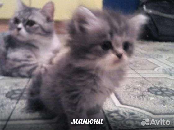 Отправлю котов