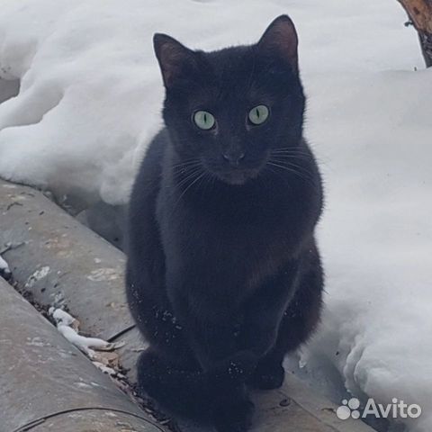 Кошка похожа на русскую голубую